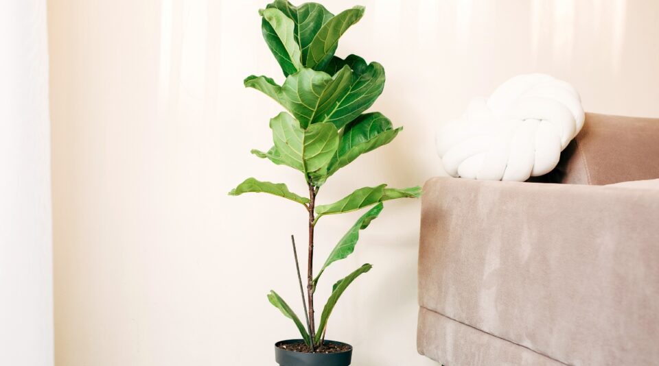 7 Beautiful Houseplant Trends for 2024