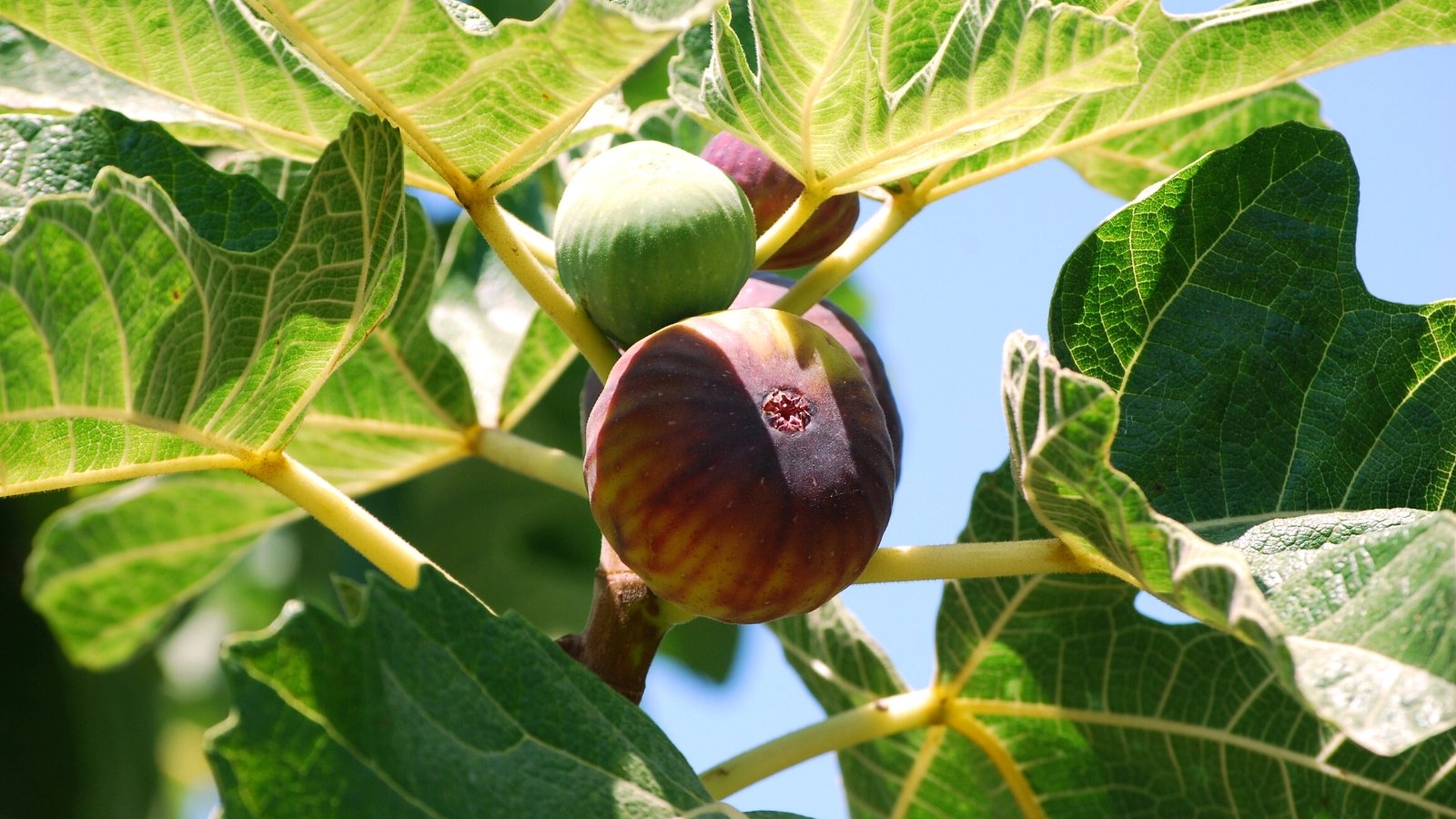 31 Fabulous Fig Varieties for Your Home and Garden