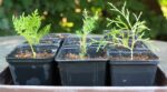 How to Plant, Grow, and Care for Lemon Cypress Trees
