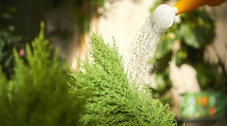 How to Plant, Grow, and Care for Lemon Cypress Trees