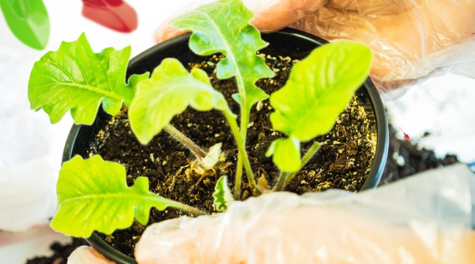 How to Plant, Grow, and Care For Gerbera Daisies