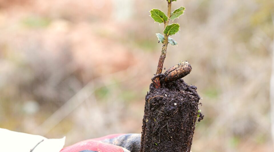 How to Plant, Grow, and Care for Blue Holly