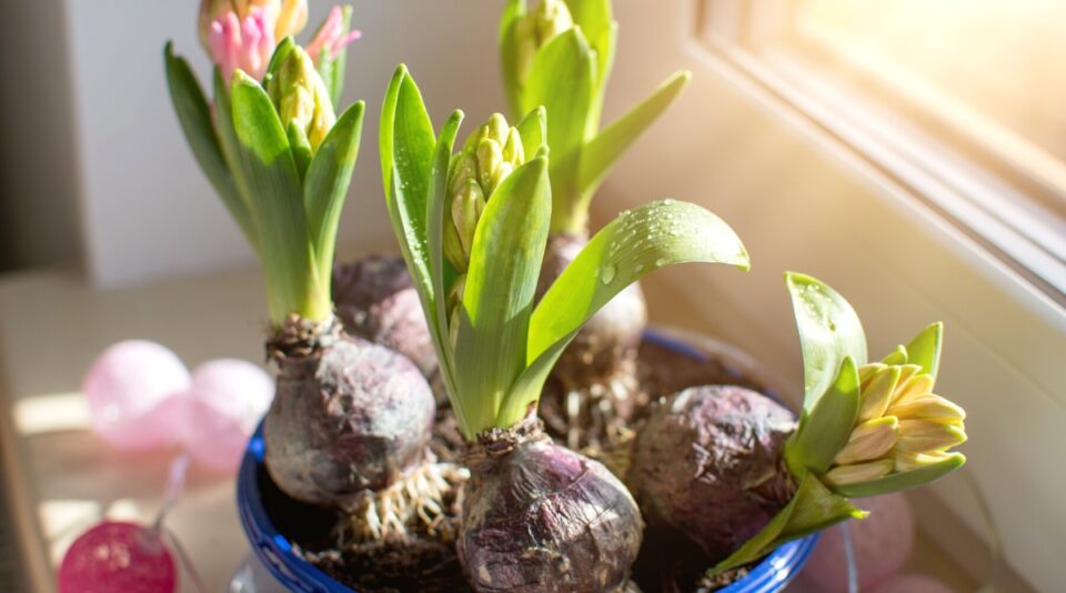 How to Grow Potted Bulbs Indoors