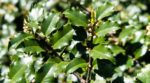 How to Plant, Grow, and Care for Blue Holly