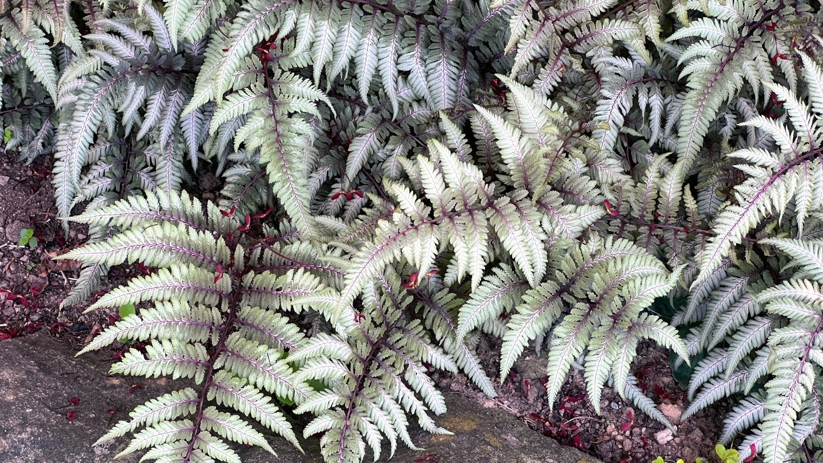 How to Plant, Grow, and Care For Japanese Painted Ferns