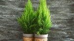 How to Plant, Grow, and Care for Lemon Cypress Trees