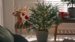 How to Choose, Care for, and Plant a Live Christmas Tree