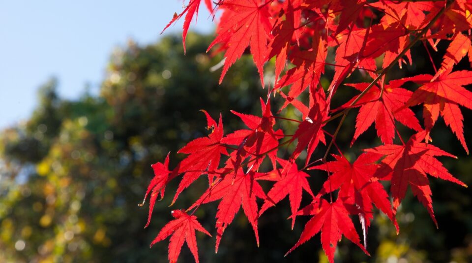 27 Japanese Maple Varieties with Stunning Foliage
