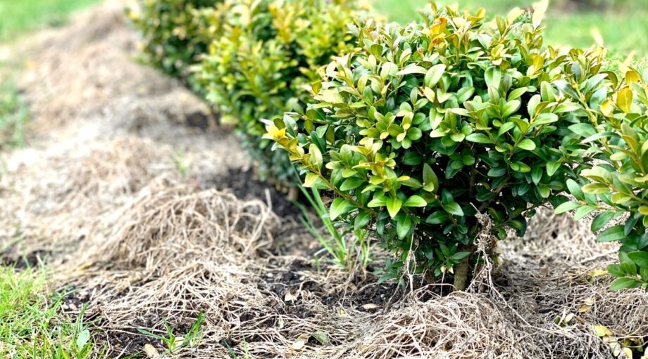 How to Plant, Grow, and Care for Boxwood Shrubs