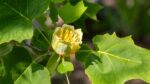31 Recommended Native Plants For the Midwest