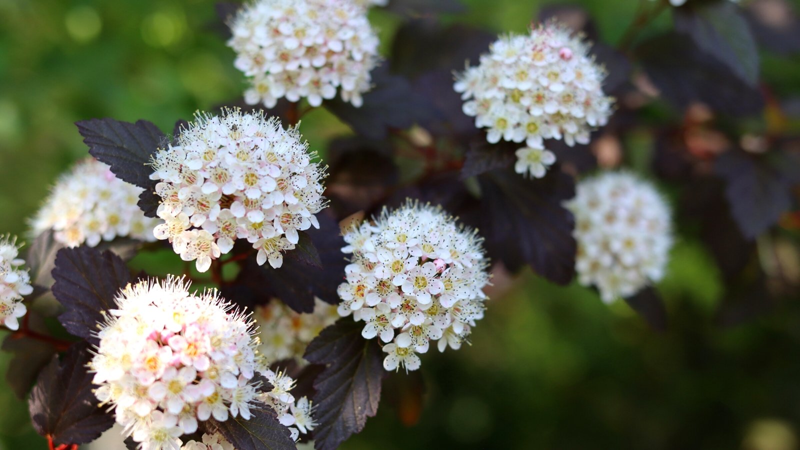 How to Plant, Grow, and Care for Ninebark Shrubs