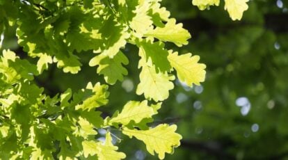 How to Plant, Grow, and Care for Oak Trees