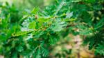 How to Plant, Grow, and Care for Oak Trees