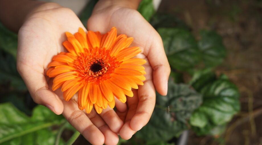 How to Plant, Grow, and Care For Gerbera Daisies