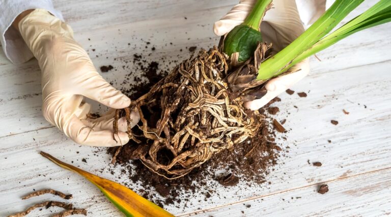 How to Grow and Care for Clamshell Orchids