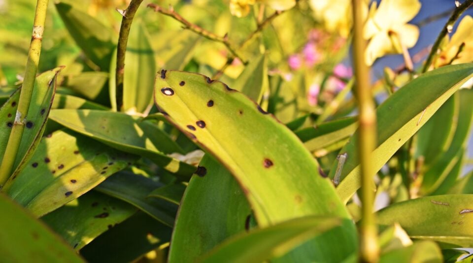 The 8 Most Common Orchid Diseases and How to Treat Them