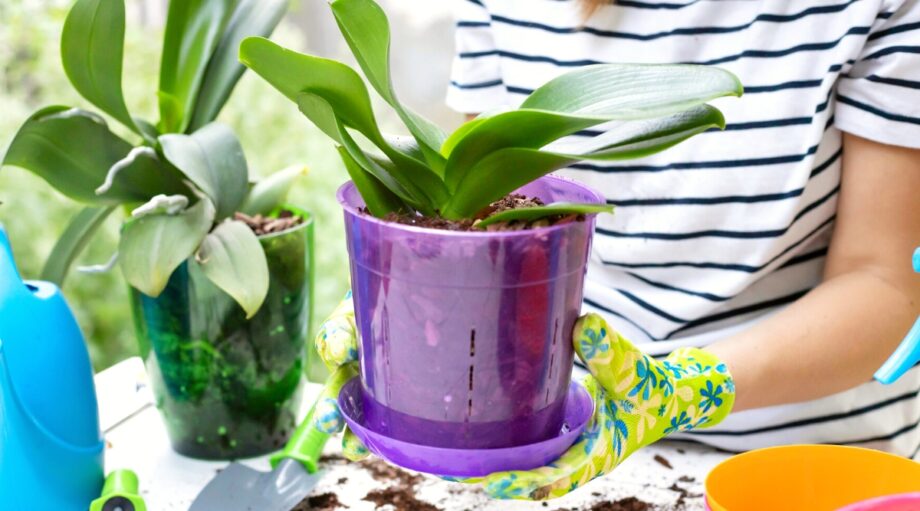 The Best Pots for Orchids: Potted Orchid Conditions