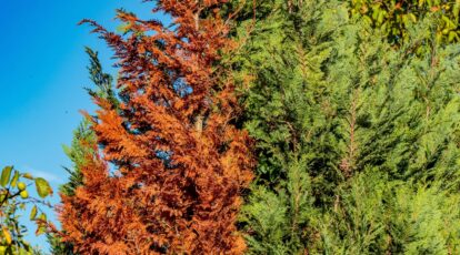 How to Plant, Grow, and Care for Lemon Cypress Trees