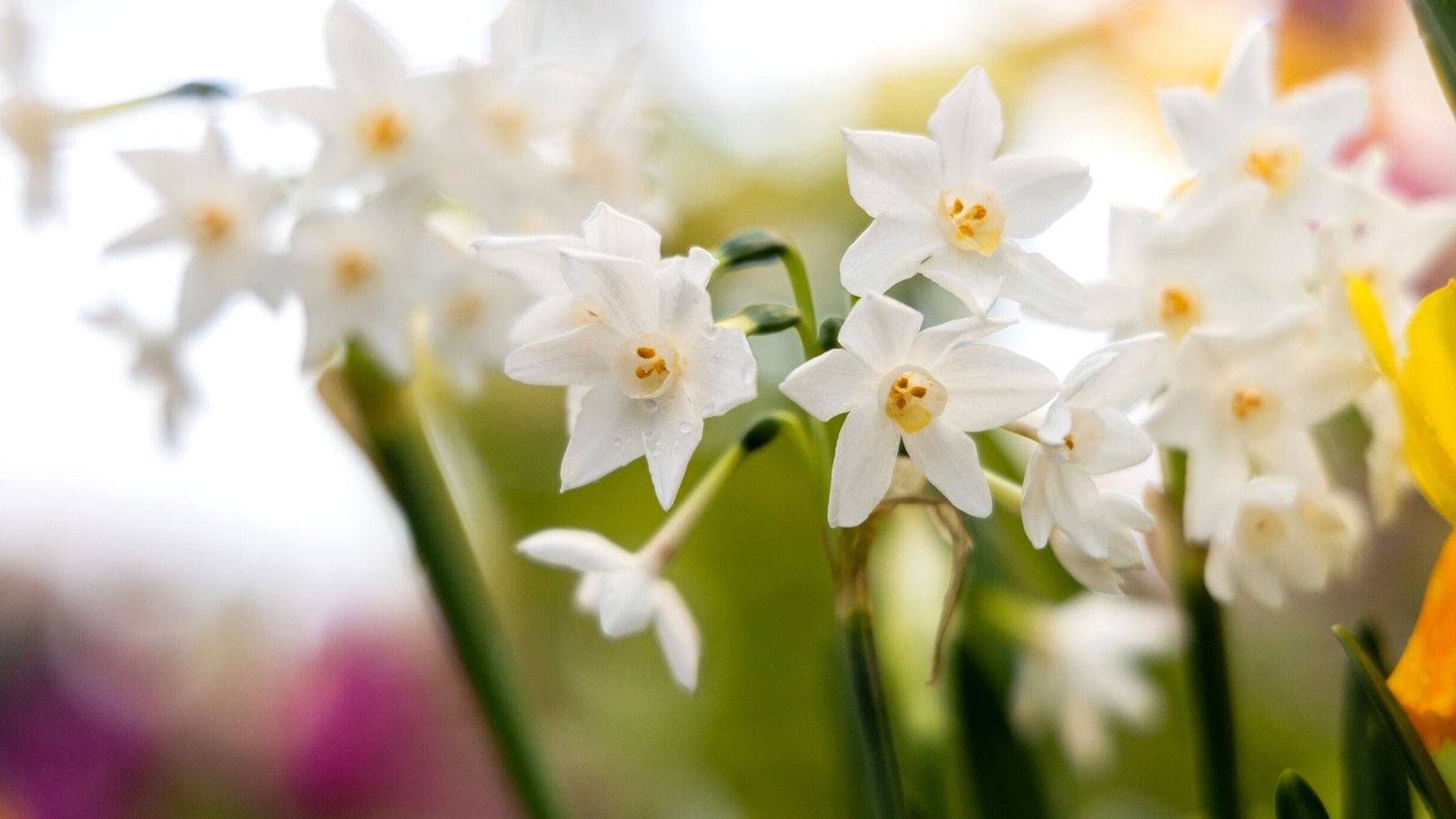 How to Pickle Your Paperwhites So They Last Longer