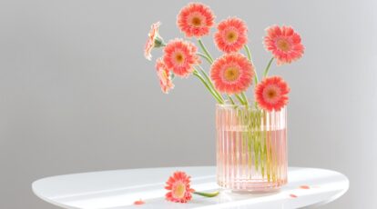 How to Plant, Grow, and Care For Gerbera Daisies