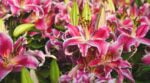 How to Plant, Grow, and Care for Stargazer Lilies