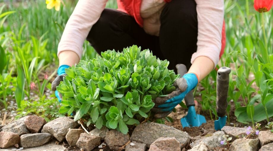 How To Plant Grow And Care For Autumn Joy Sedum