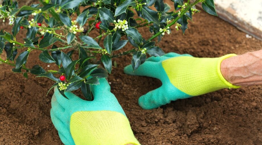 How to Plant, Grow, and Care for Blue Holly