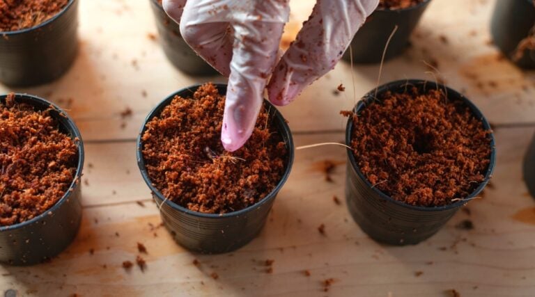 How to Grow a Magnolia Tree from Seed