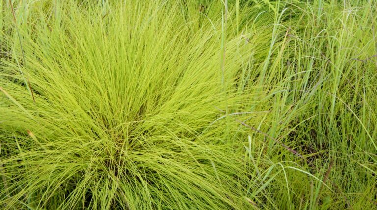 How to Plant, Grow, and Care for Prairie Dropseed