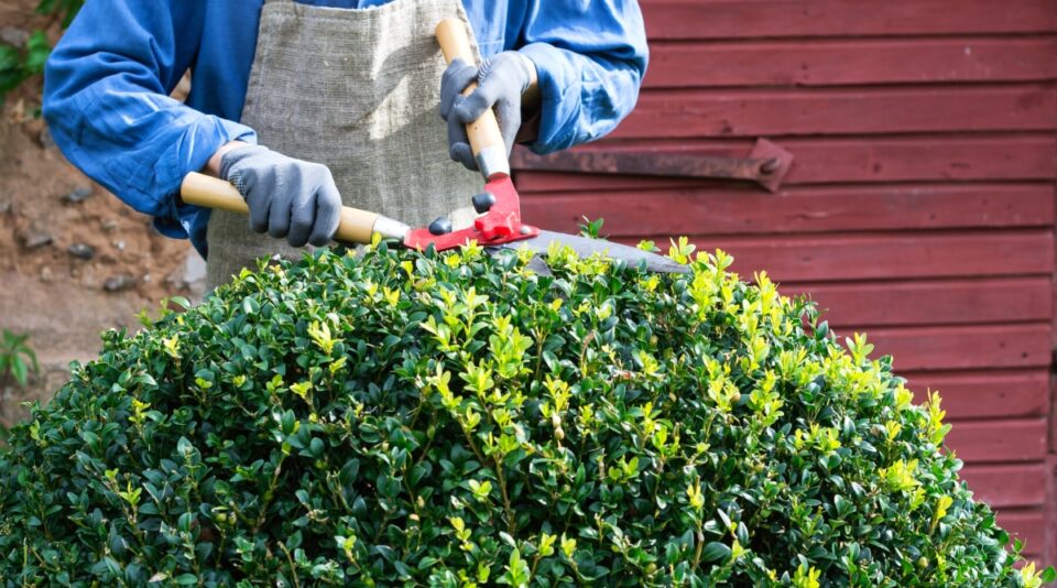 How to Plant, Grow, and Care for Boxwood Shrubs
