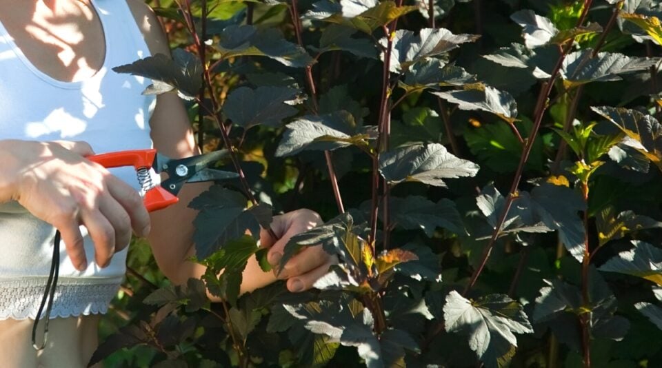 How to Plant, Grow, and Care for Ninebark Shrubs