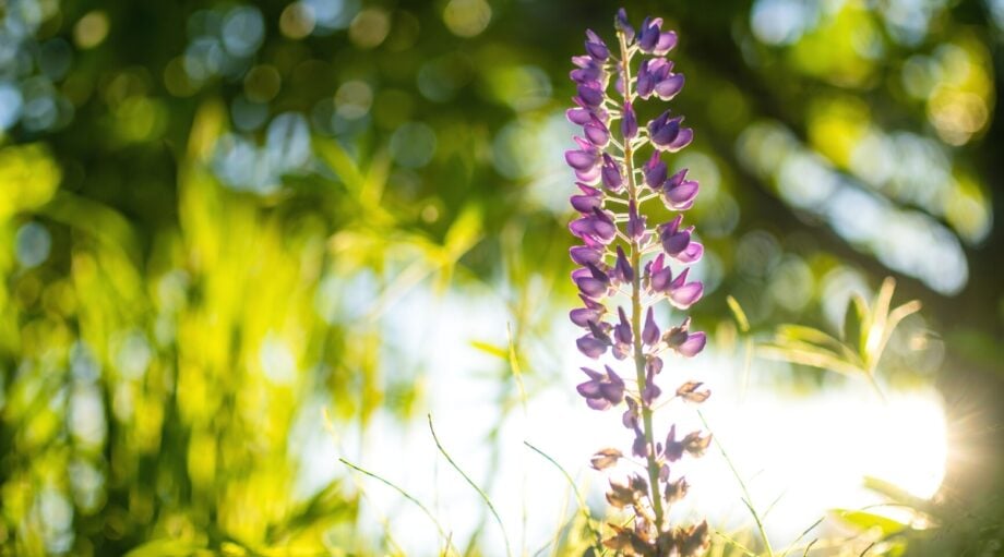 Do Lupines Need Full Sun, Partial Shade, or Full Shade?
