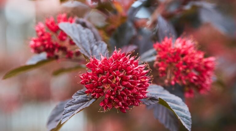 How to Plant, Grow, and Care for Ninebark Shrubs