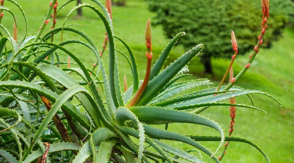 Do Aloe Vera Plants Bloom?