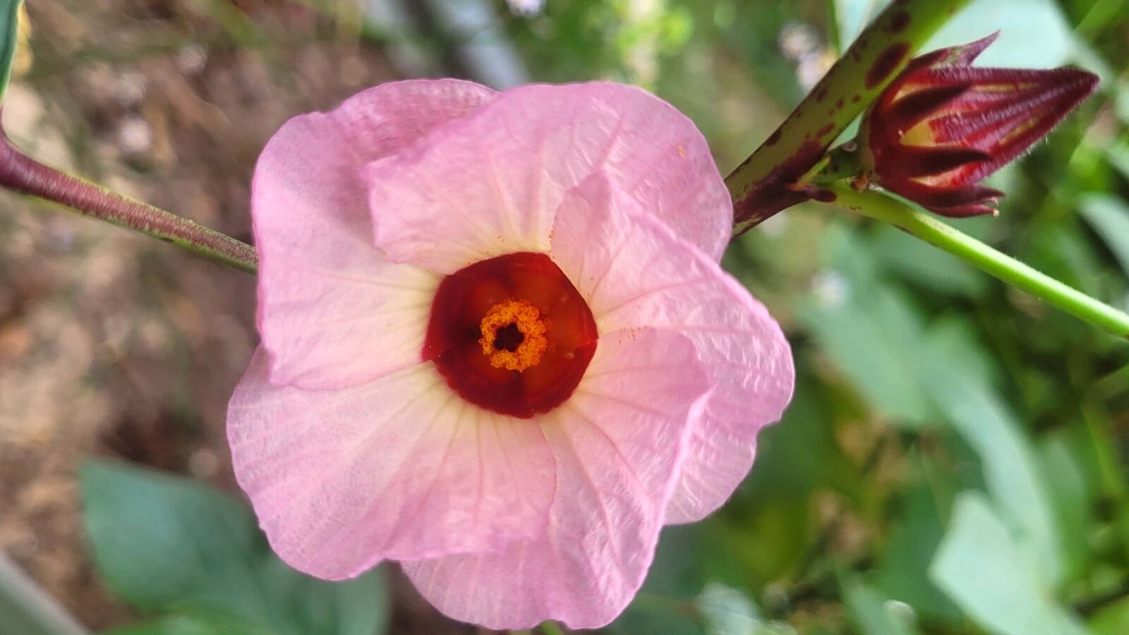 How to Plant, Grow, and Care for Roselle