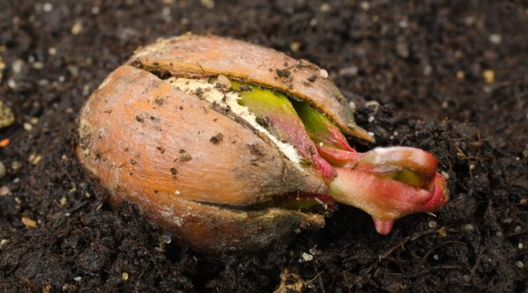 How to Plant, Grow, and Care for Oak Trees