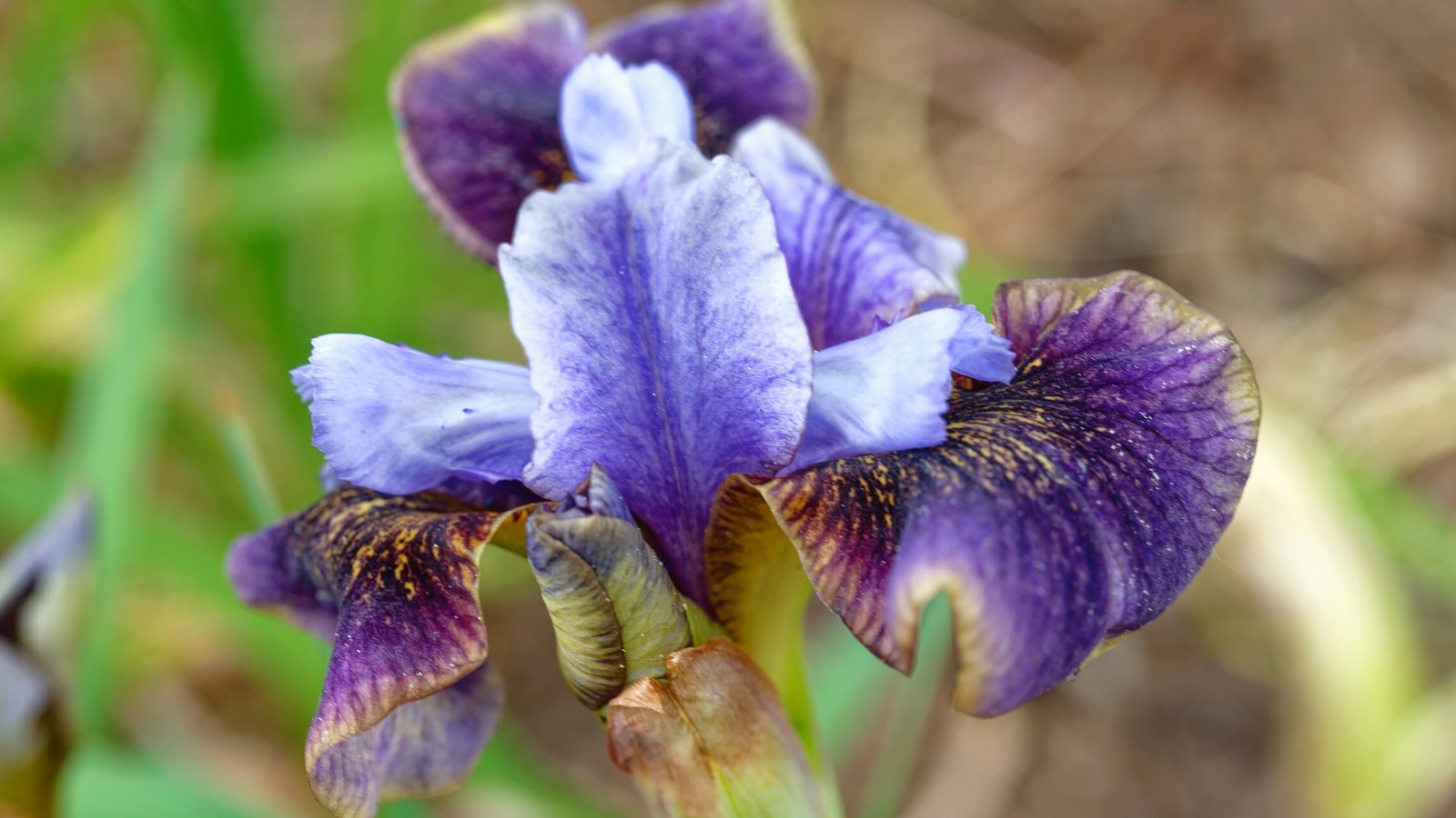15 Varieties Of Siberian Iris For Your Garden