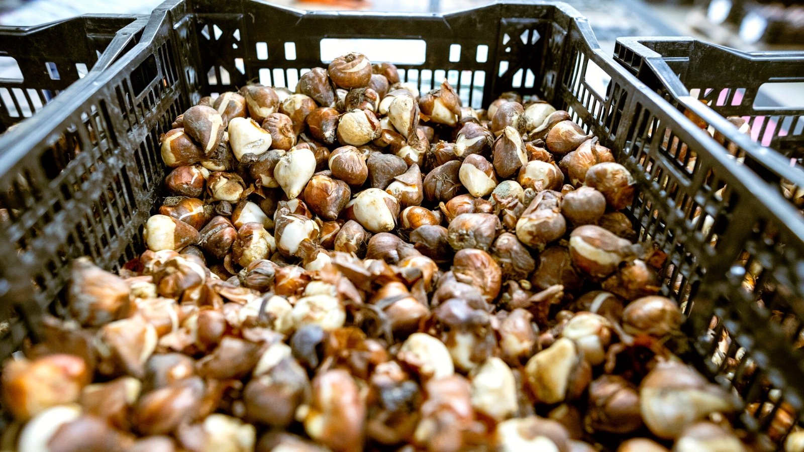 Where Should You Store Bulbs and Tubers For the Winter?