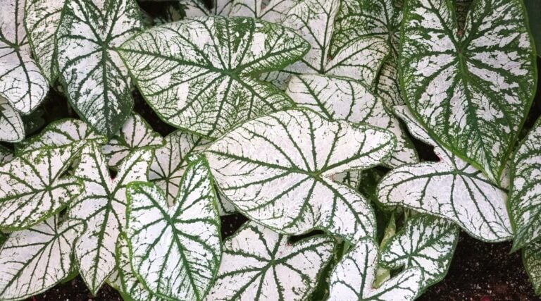 How to Plant, Grow, and Care for White Christmas Caladium