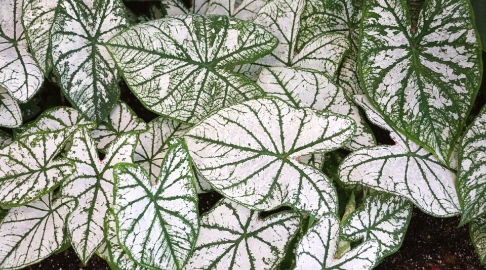 How to Plant, Grow, and Care for White Christmas Caladium