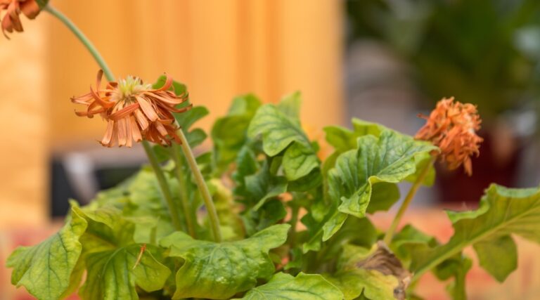 How to Plant, Grow, and Care For Gerbera Daisies