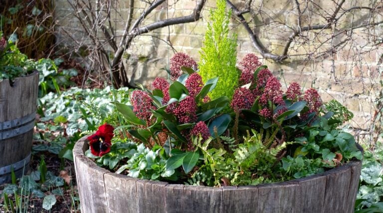 Winter Garden Ideas: 25 Tips for a Stunning Wintertime Garden