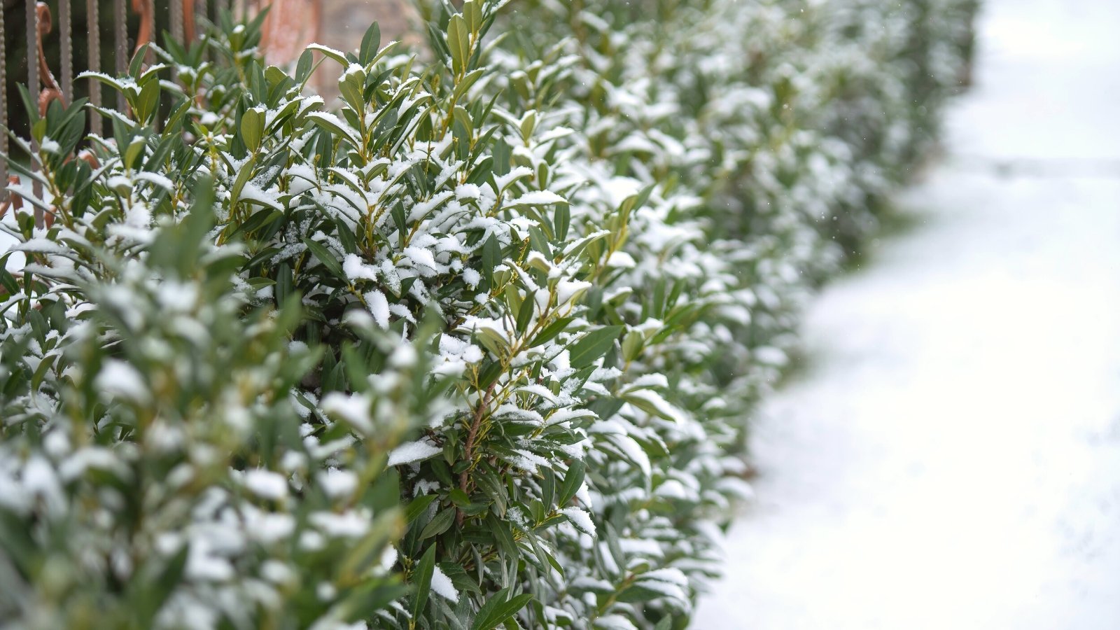 Winter Garden Ideas: 25 Tips for a Stunning Wintertime Garden