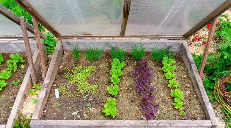 What Can I Grow in a Cold Frame in the Winter?