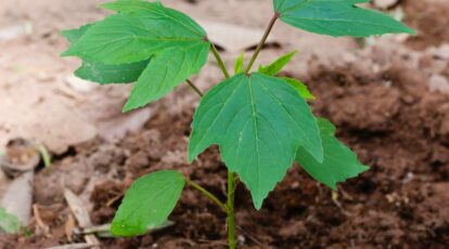 How to Plant, Grow, and Care for Roselle