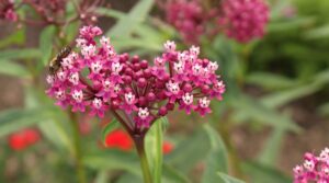 How to Plant, Grow, and Care for Swamp Milkweed