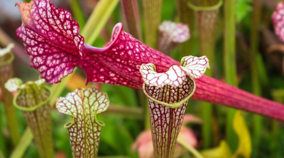 How to Plant, Grow, and Care for American Pitcher Plants