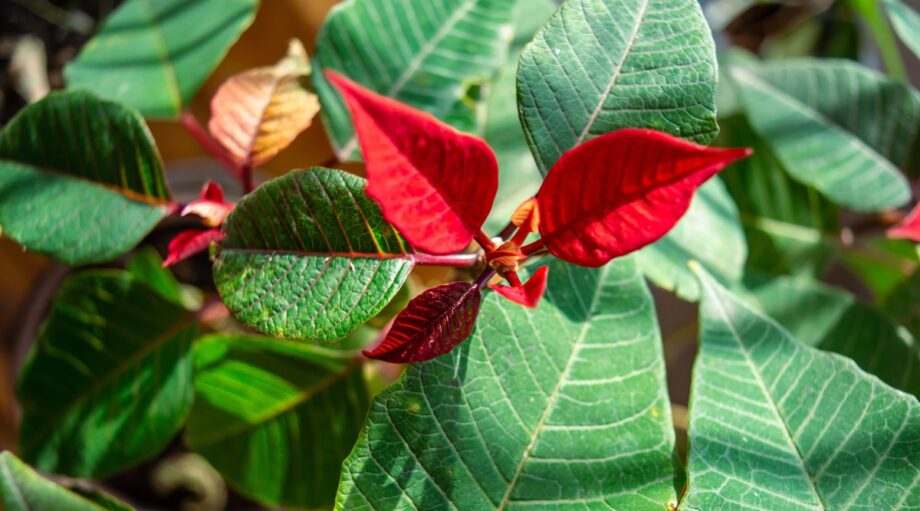 How and When to Fertilize Poinsettias