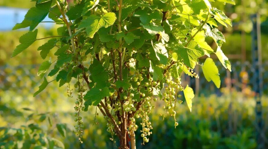 42 Hardwood Plants to Propagate in Winter