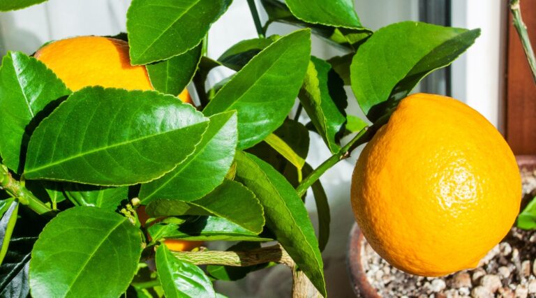 How to Plant, Grow, and Care for Indoor Lemon Trees